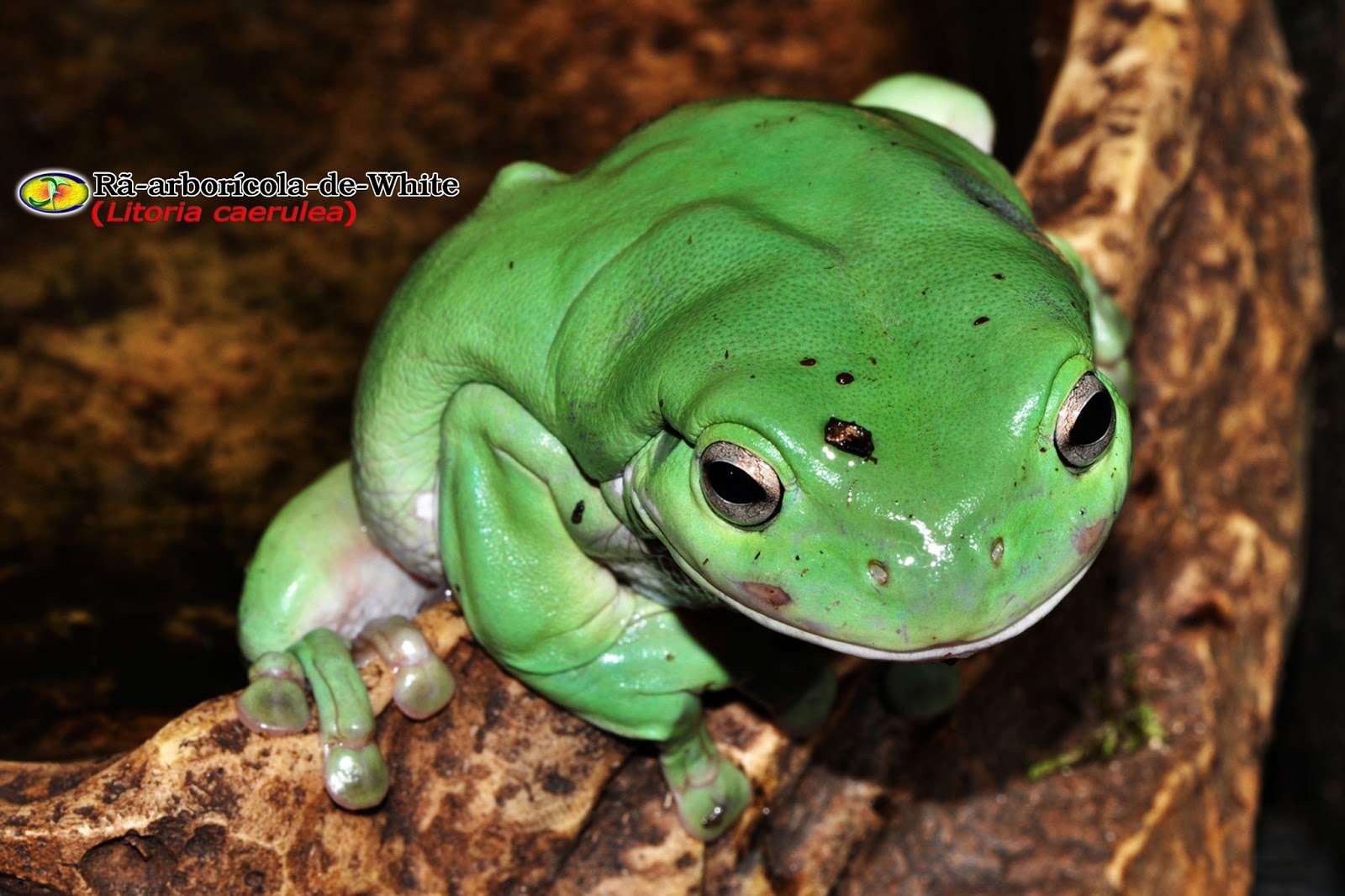 Zoologia: Rã-arborícola-de-White (Litoria caerulea)